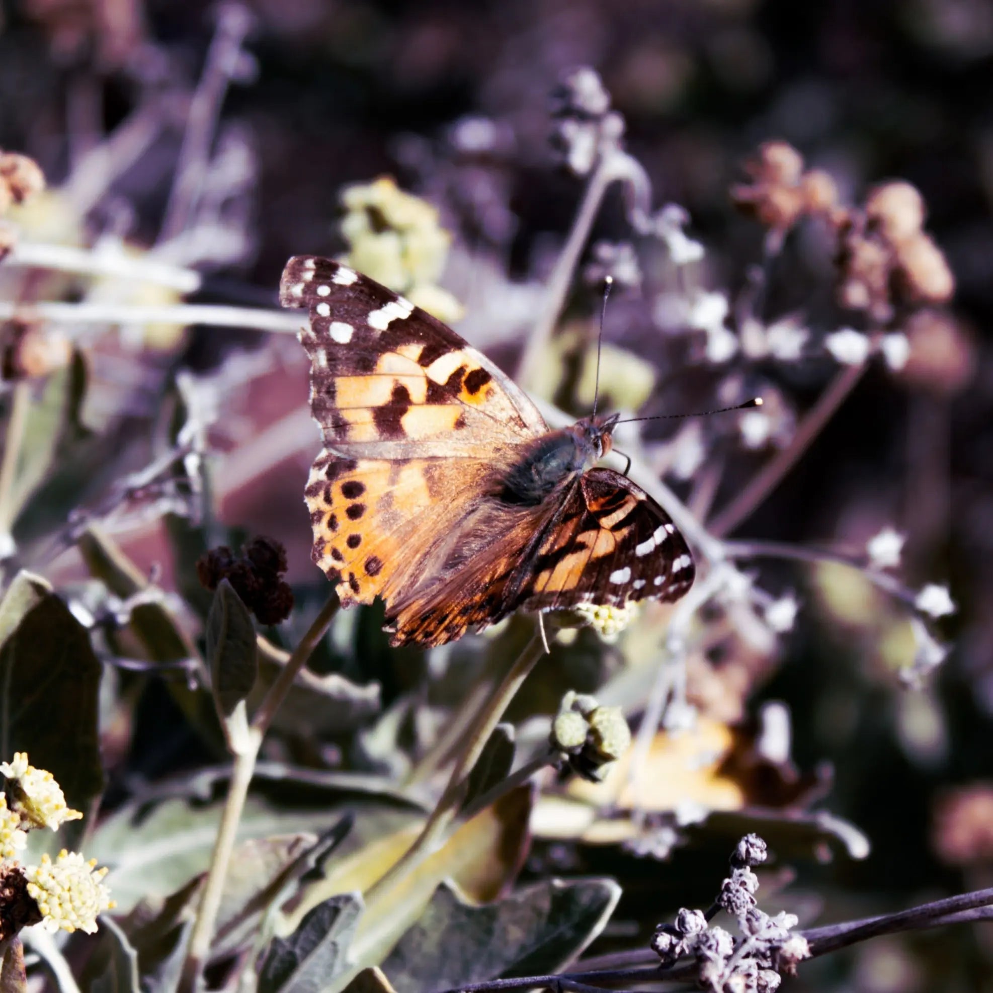 Blooming Beauties: Pink Flowers to Attract Pollinators - THE ORIGINAL ...